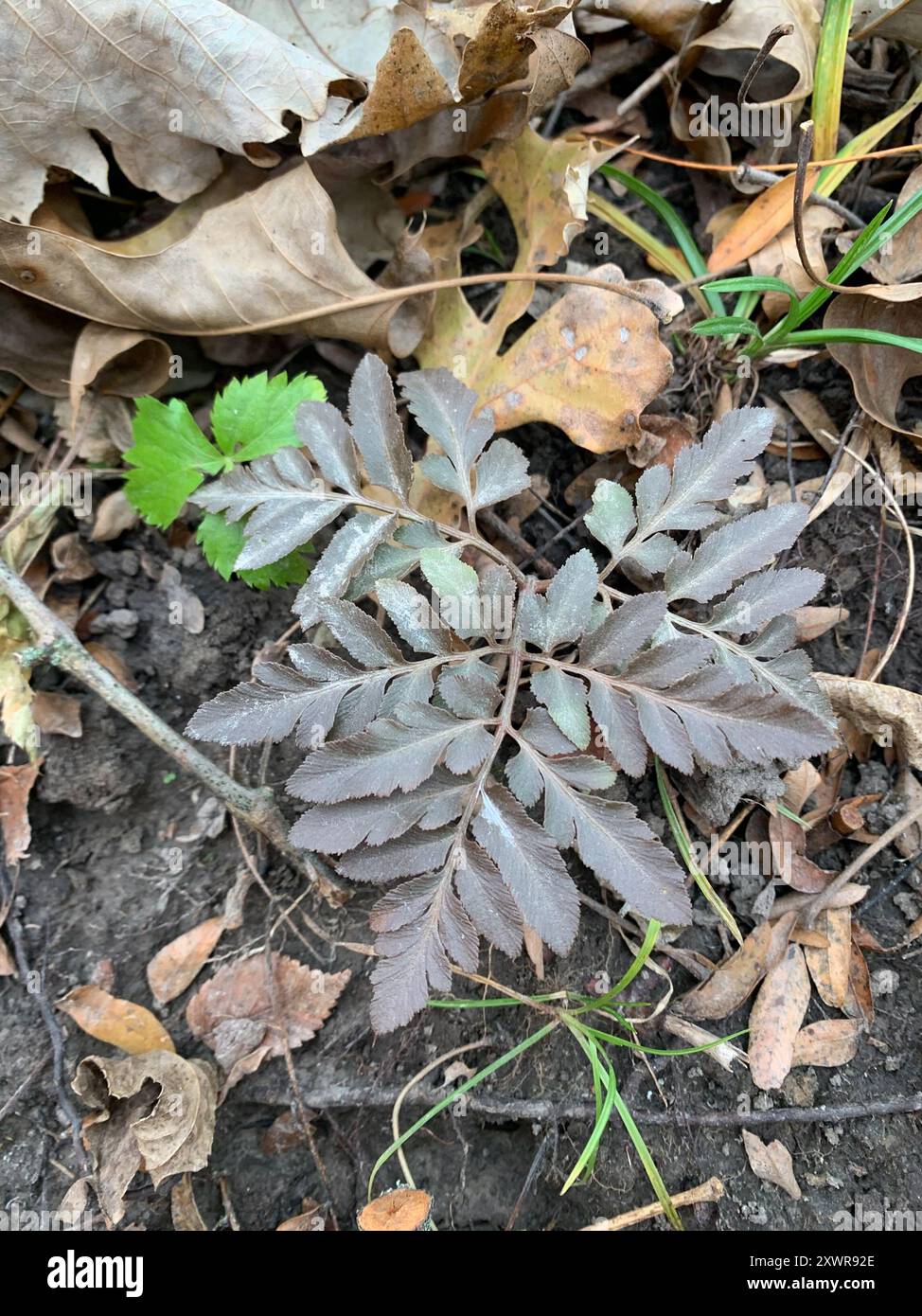 Cutleaf Grapefern (Sceptridium dissectum) Plantae Stock Photo - Alamy