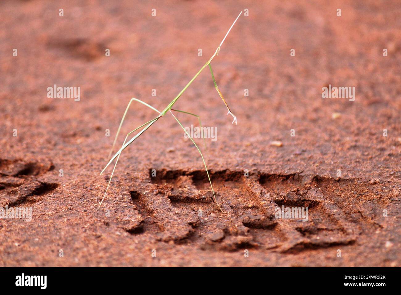 Indian grass mantis hi-res stock photography and images - Alamy