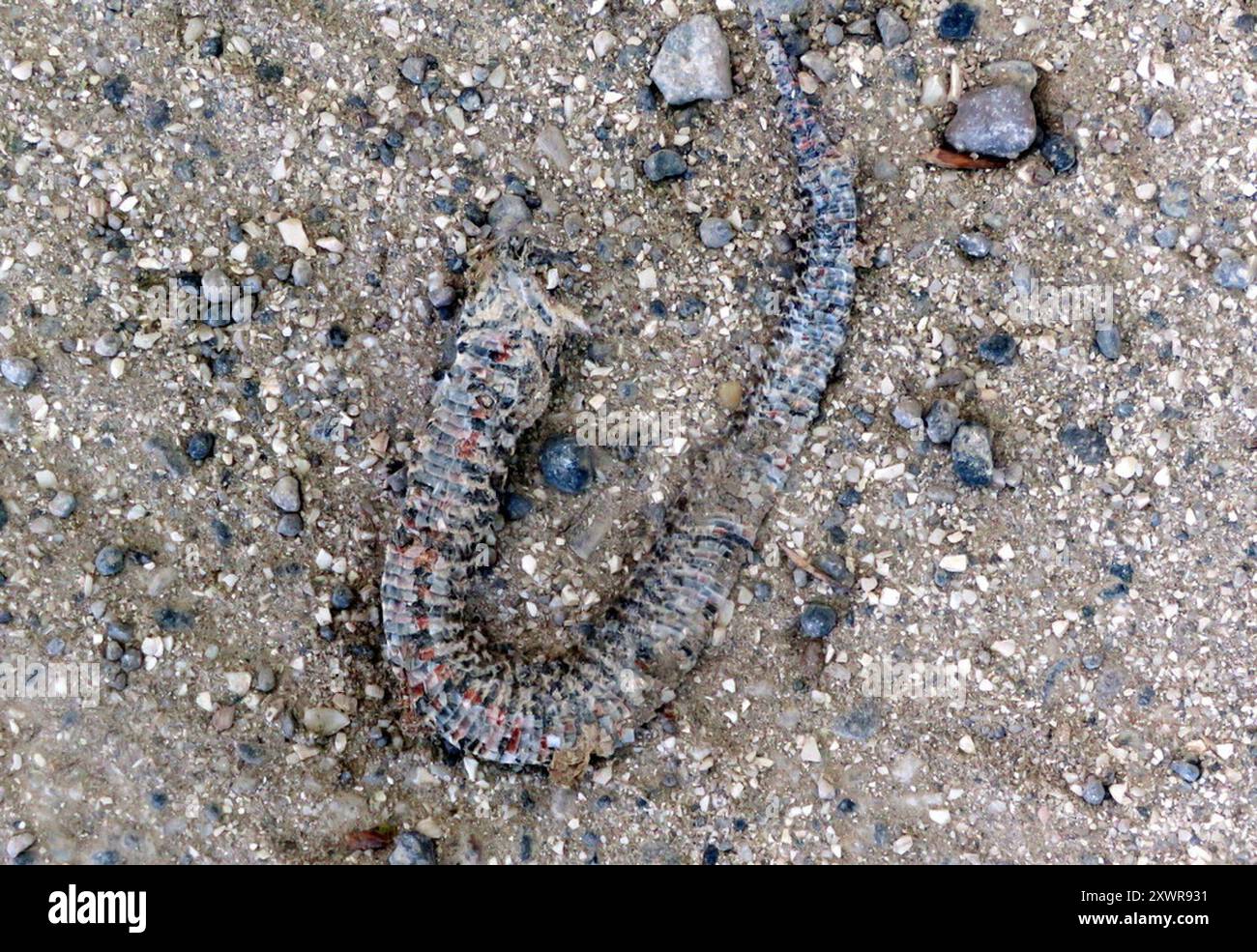 South American Hognose Snake (Xenodon dorbignyi) Reptilia Stock Photo ...