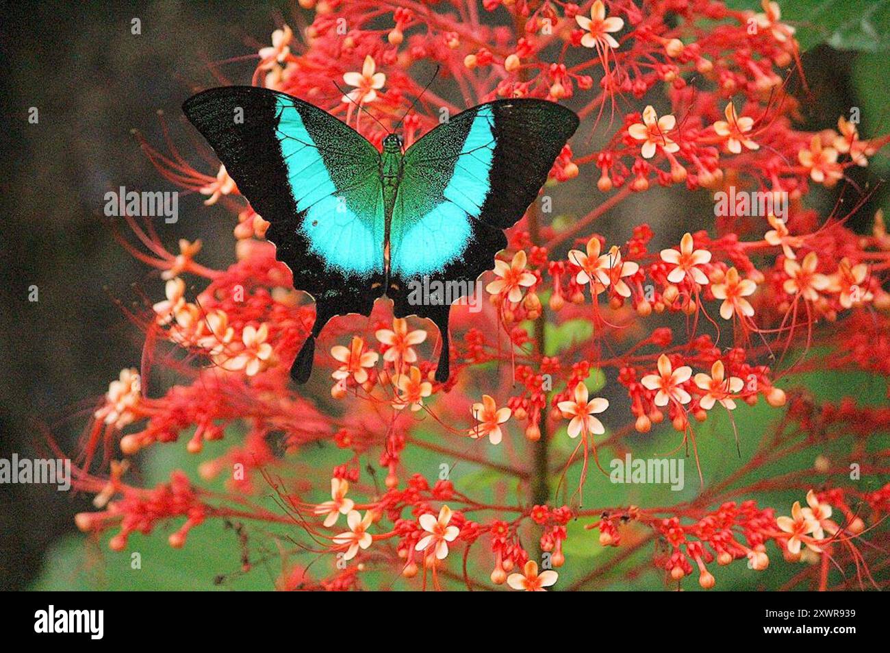 Malabar banded peacock hi-res stock photography and images - Alamy