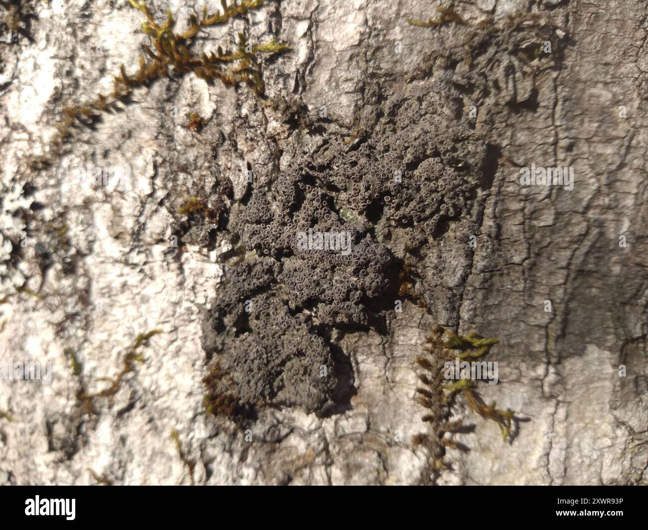 Scaly Pepper-spore Lichen (Rinodina ascociscana) Fungi Stock Photo - Alamy