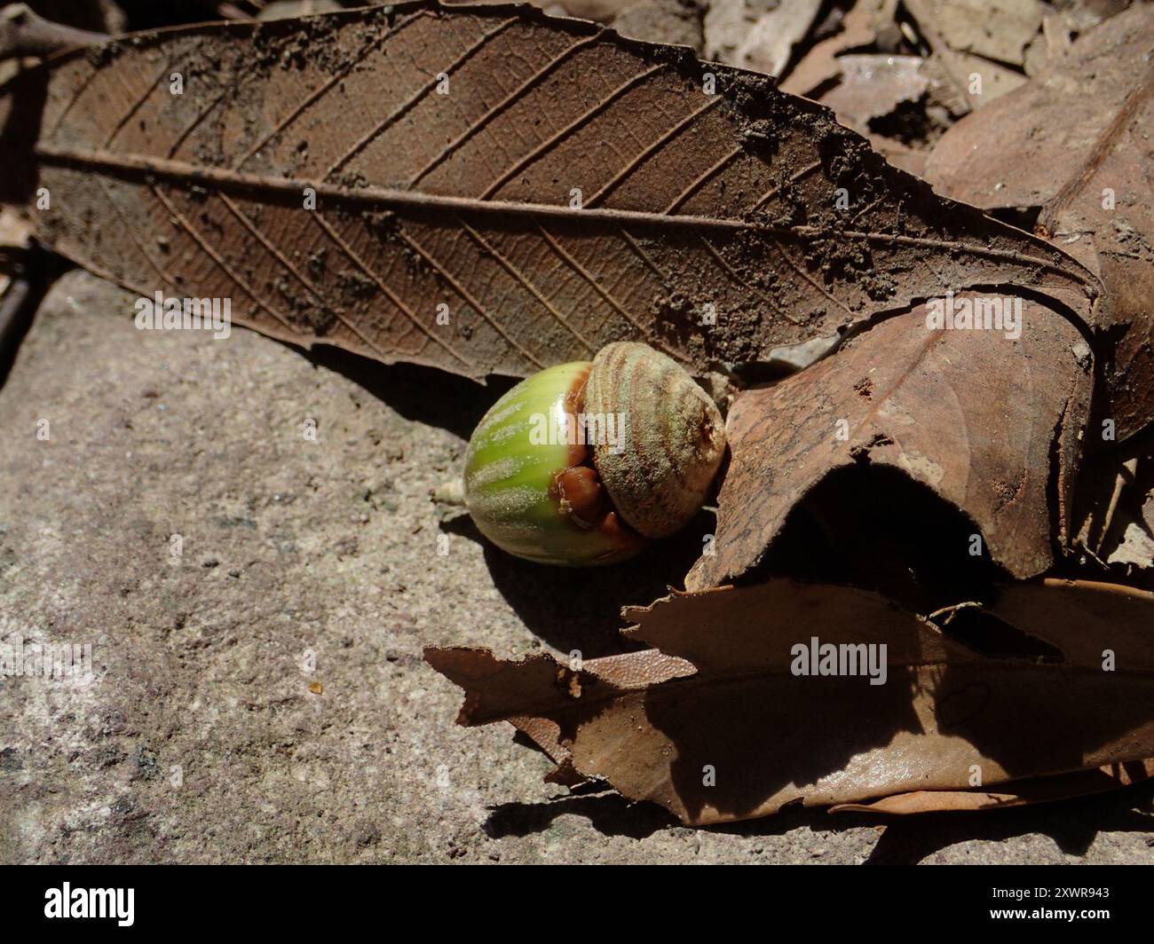Ichiigashi (Quercus gilva) Plantae Stock Photo - Alamy