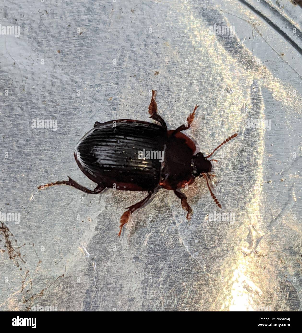 (Necrophilus hydrophiloides) Insecta Stock Photo - Alamy