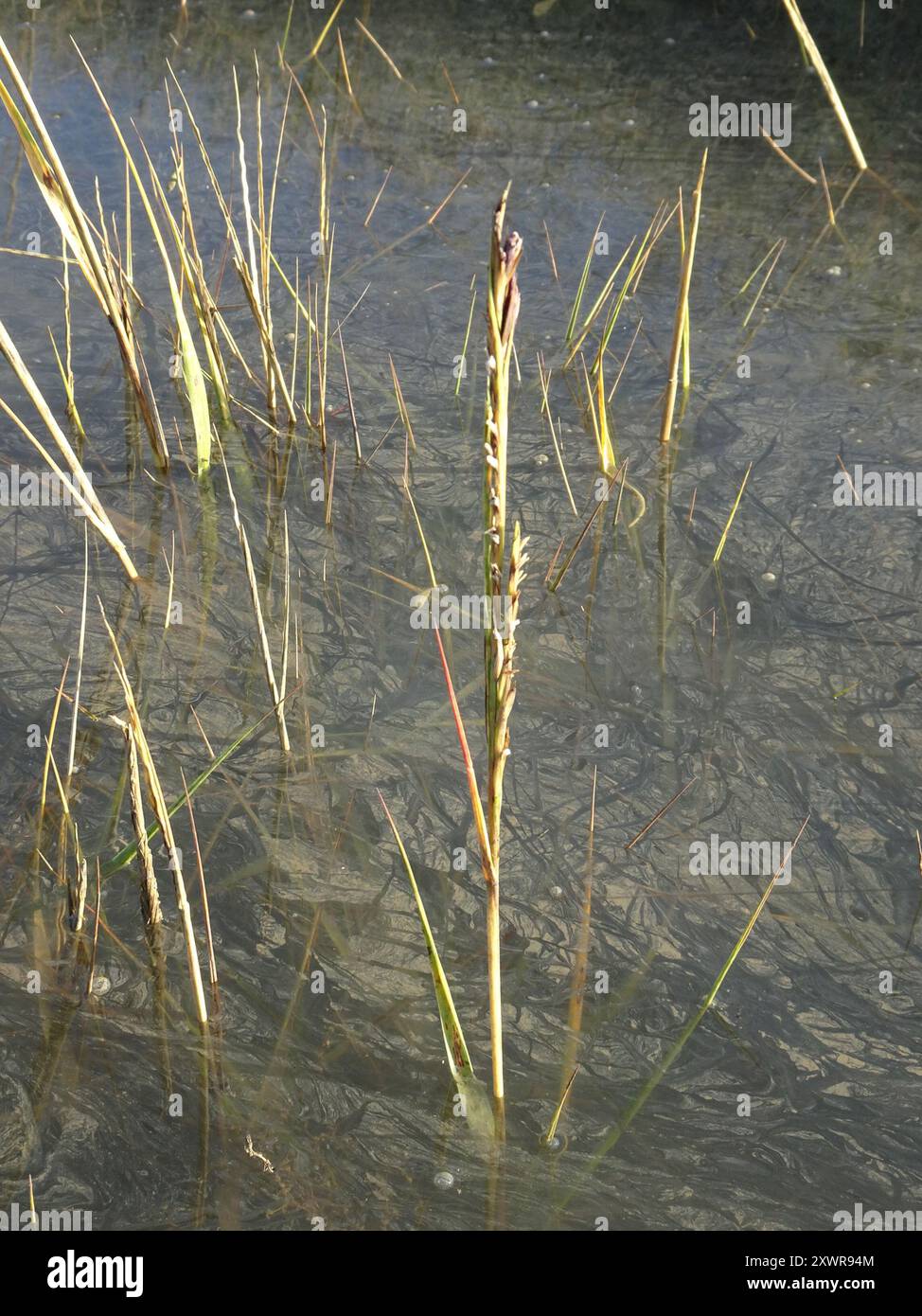 common cordgrass (Sporobolus anglicus) Plantae Stock Photo - Alamy