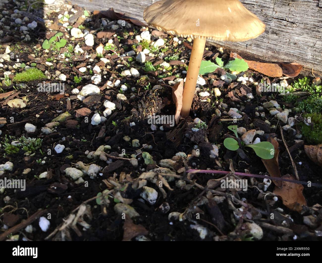 Spring Fieldcap (Agrocybe praecox) Fungi Stock Photo - Alamy