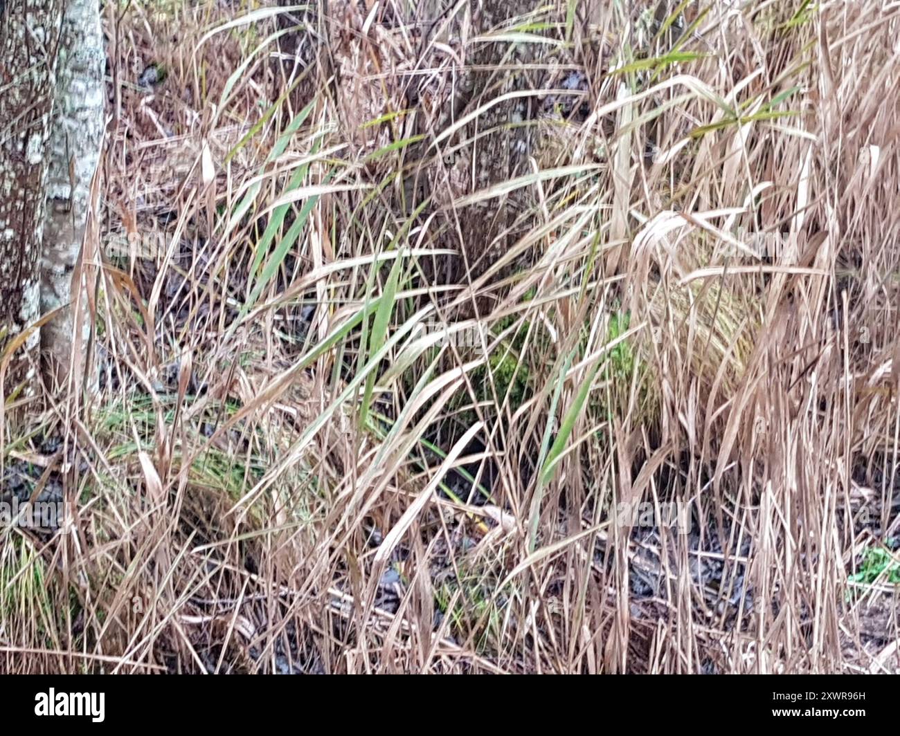 common reed (Phragmites australis) Plantae Stock Photo - Alamy