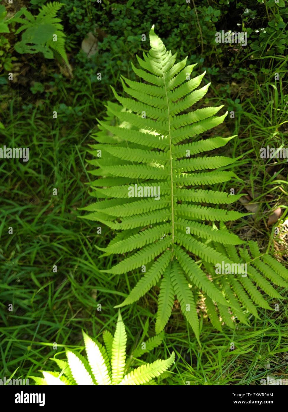 Parasitic Tri-vein Fern (Christella parasitica) Plantae Stock Photo - Alamy