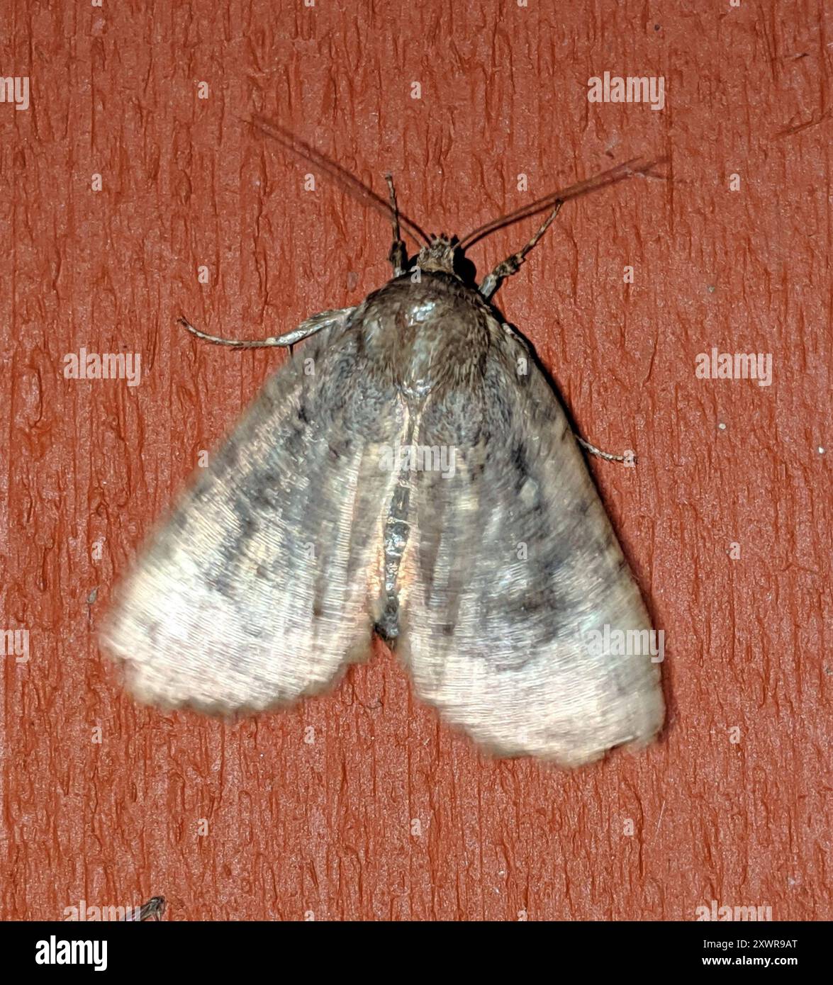 American Copper Underwing (Amphipyra pyramidoides) Insecta Stock Photo ...