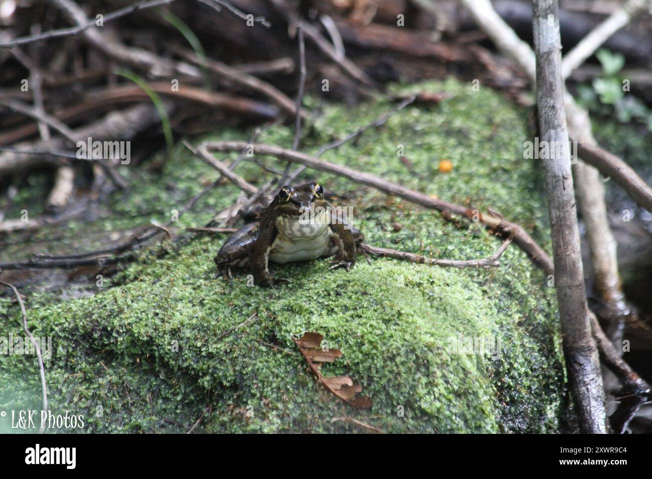 Cape River Frog (Amietia fuscigula) Amphibia Stock Photo - Alamy