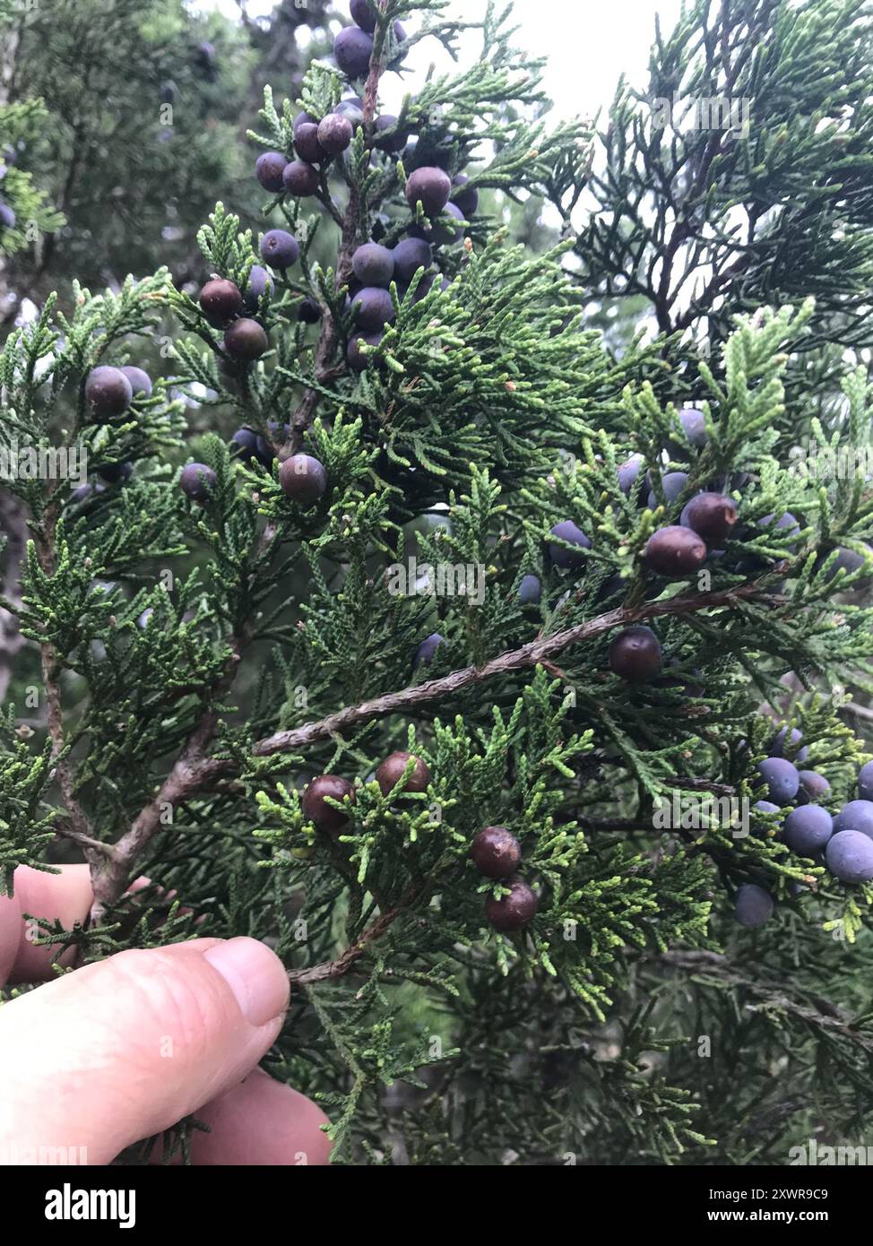 Ashe juniper (Juniperus ashei) Plantae Stock Photo - Alamy