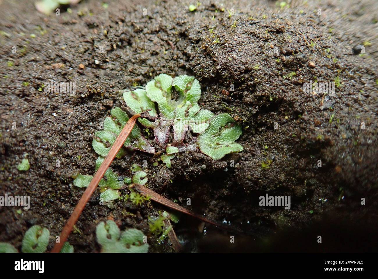 Thin Starwort (Mannia gracilis) Plantae Stock Photo - Alamy