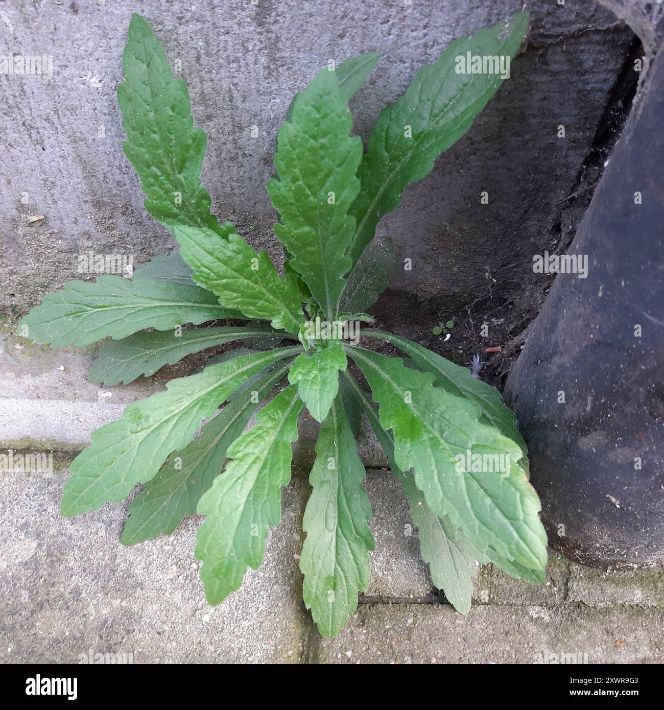 tropical horseweed (Erigeron sumatrensis) Plantae Stock Photo - Alamy