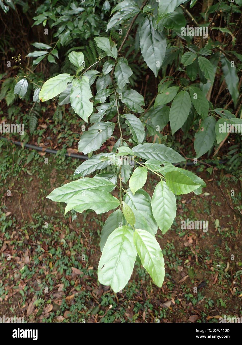 (Maesa perlaria formosana) Plantae Stock Photo - Alamy