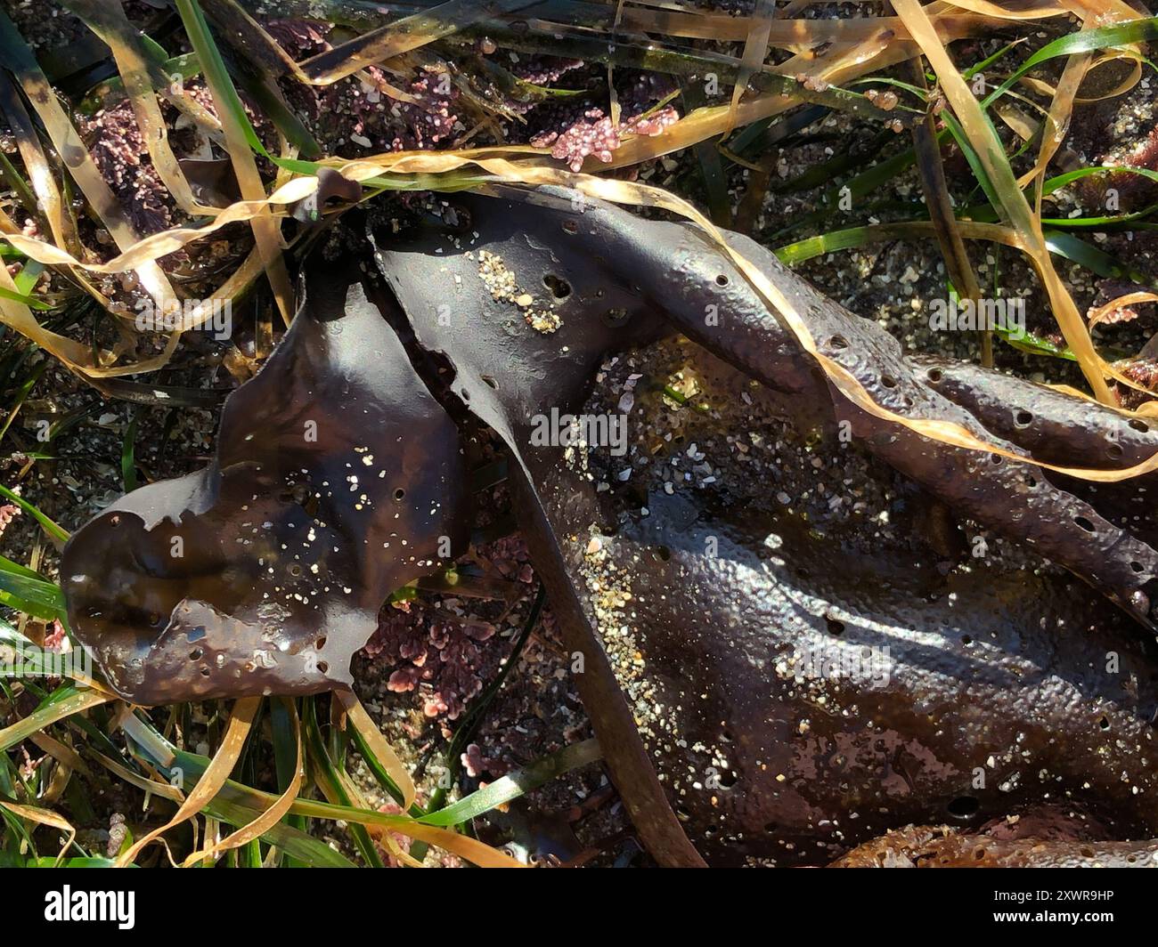 Iridescent Algae (Mazzaella) Plantae Stock Photo - Alamy