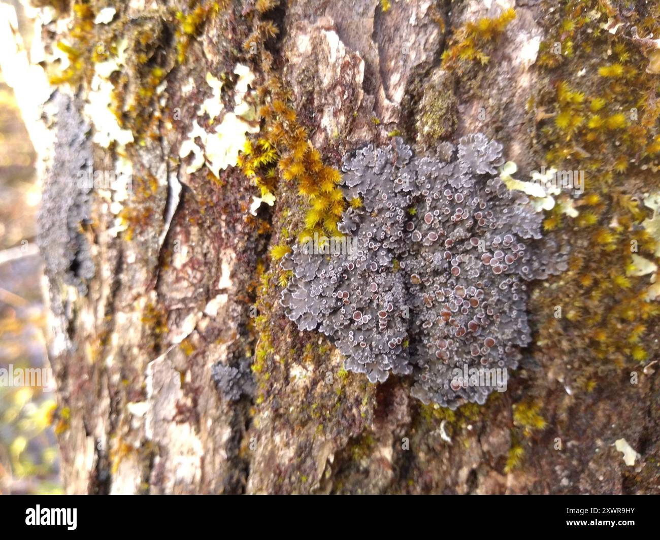 Wrinkled Shingle Lichen (Pannaria lurida) Fungi Stock Photo - Alamy