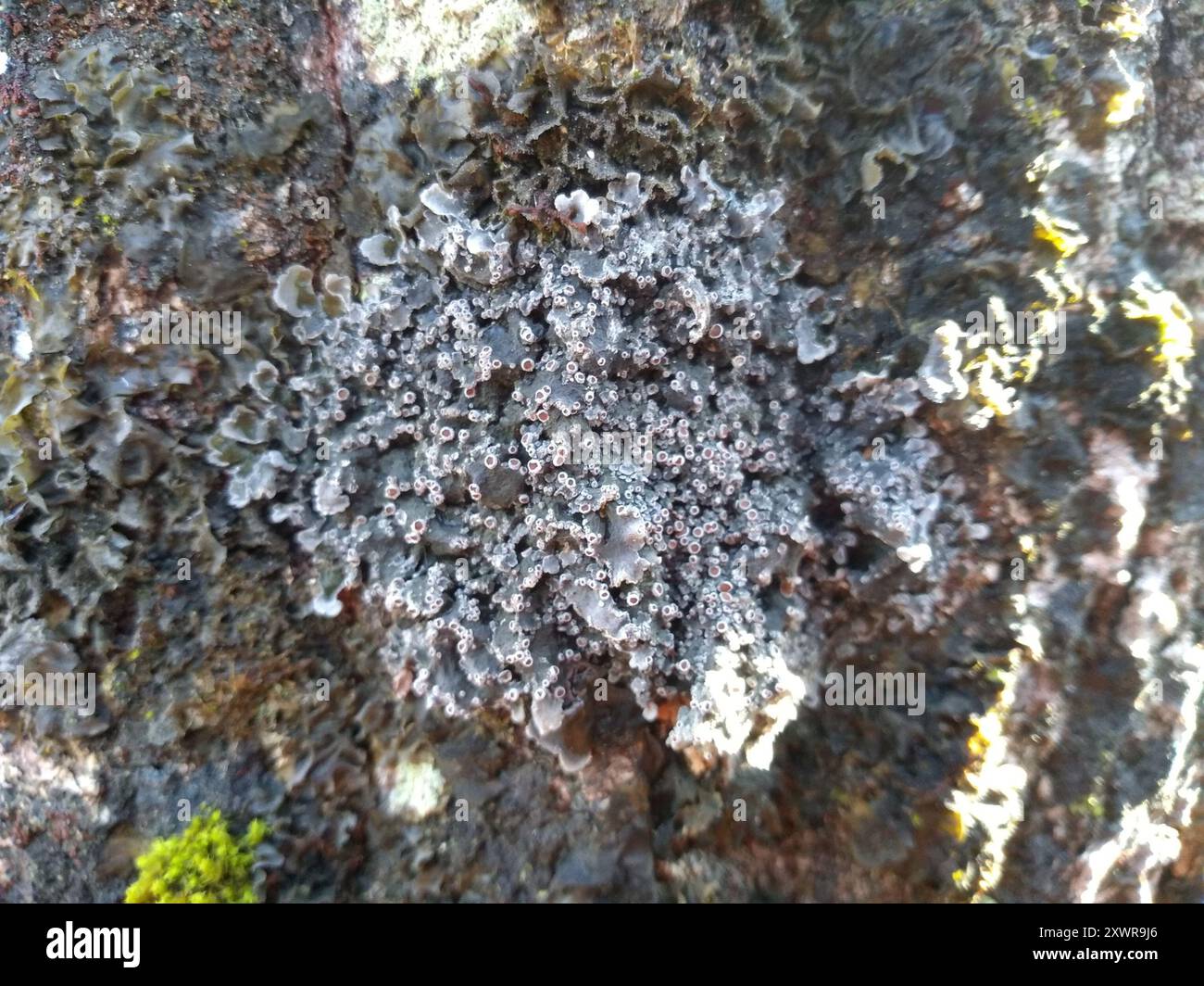 Wrinkled Shingle Lichen (Pannaria lurida) Fungi Stock Photo - Alamy