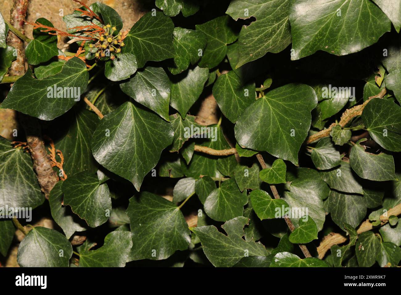 common ivy (Hedera helix) Plantae Stock Photo - Alamy