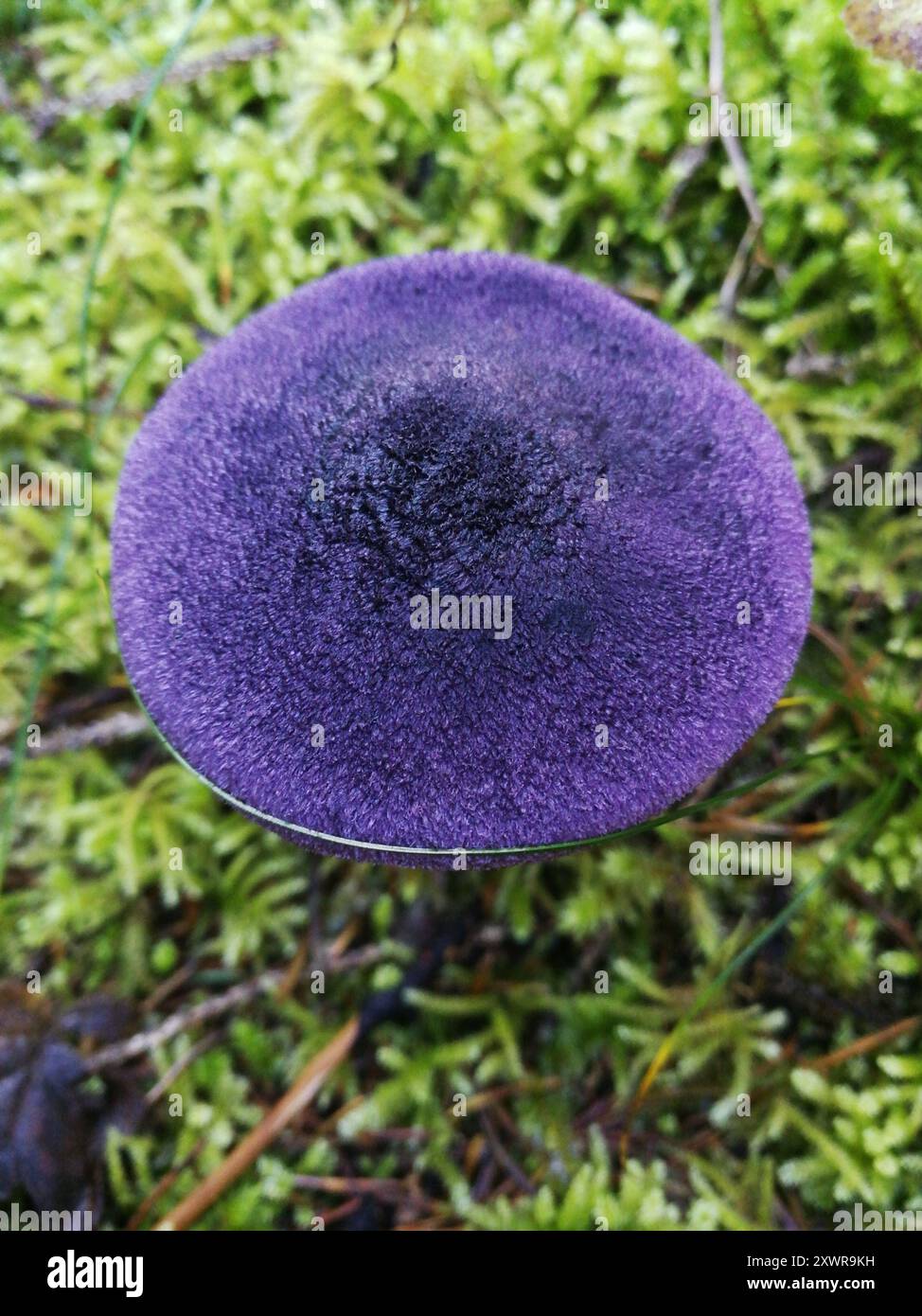violet webcap (Cortinarius violaceus) Fungi Stock Photo - Alamy