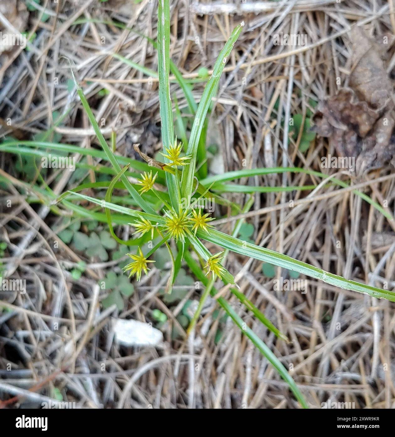 Baldwin's Flatsedge (Cyperus croceus) Plantae Stock Photo - Alamy