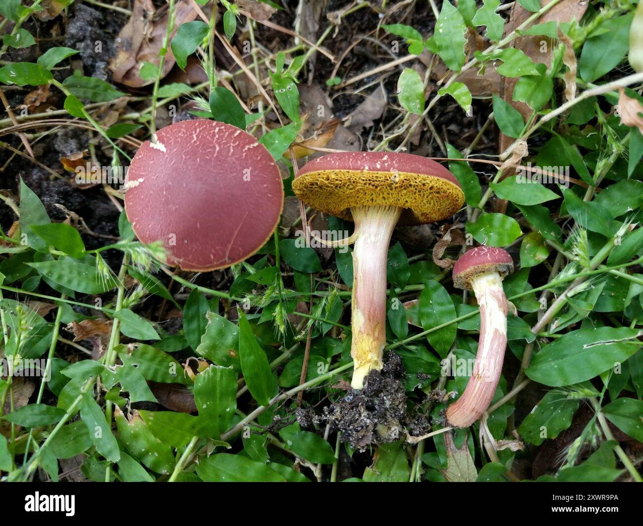 Ruby Bolete (Hortiboletus rubellus) Fungi Stock Photo - Alamy