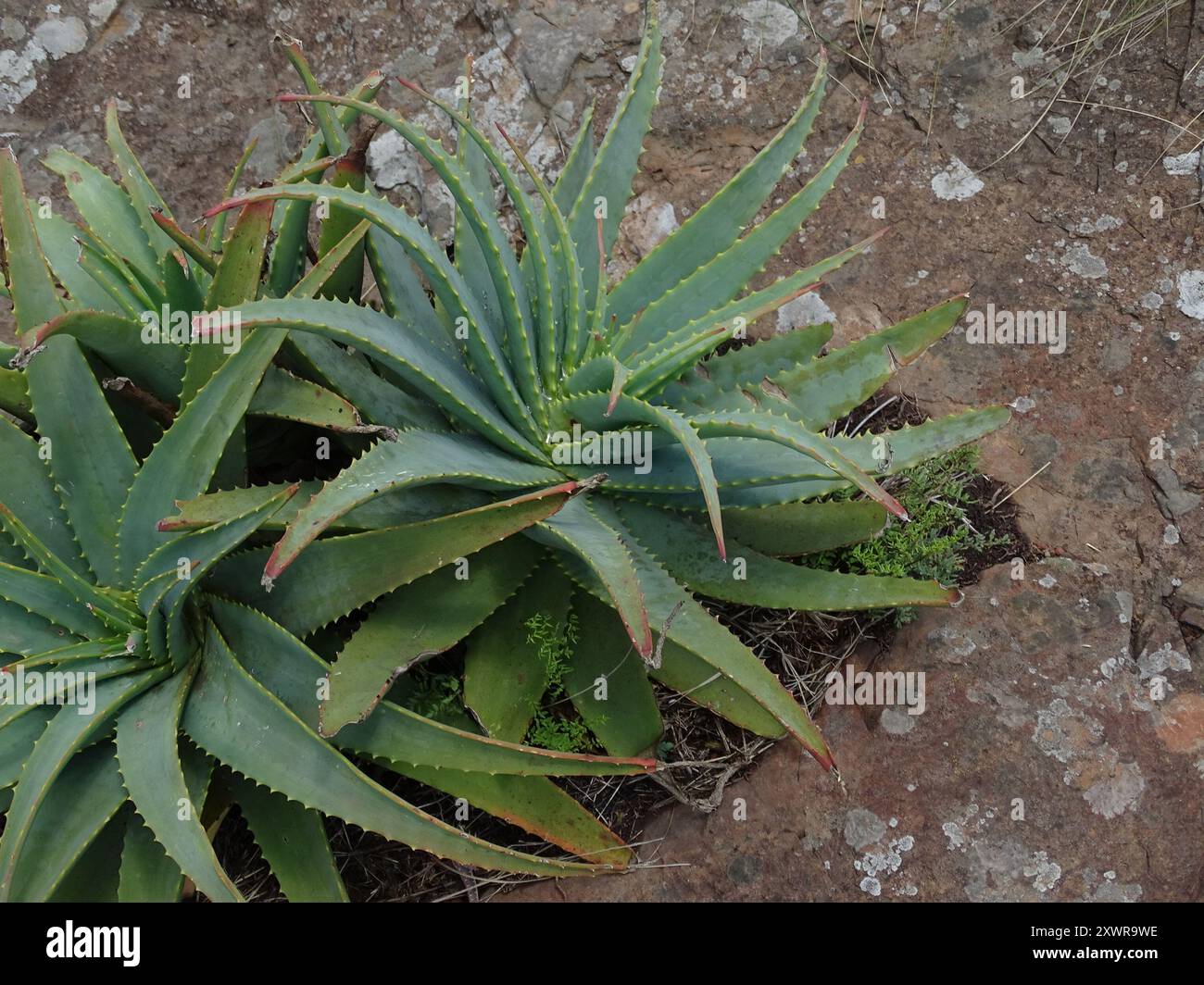 Candelabra Aloe (Aloe arborescens) Plantae Stock Photo - Alamy