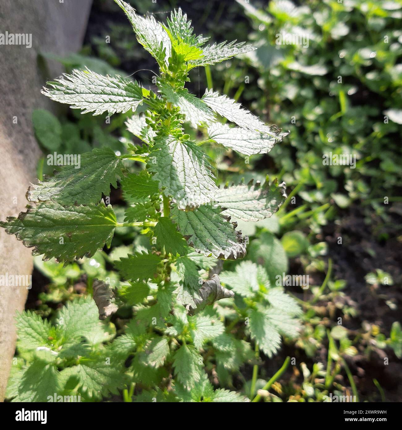 Dwarf Nettle (Urtica urens) Plantae Stock Photo - Alamy