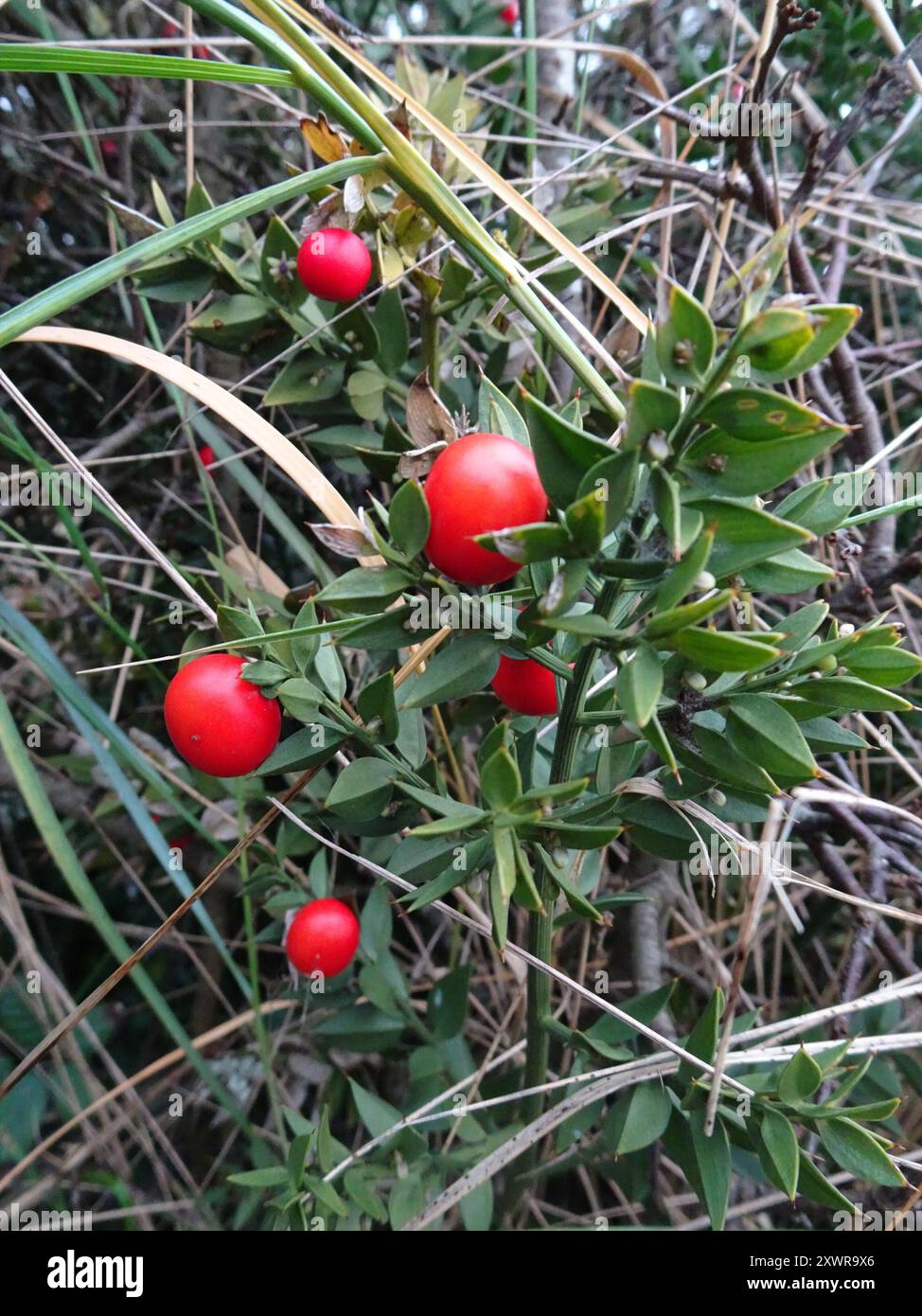 Butcher S Broom Ruscus Aculeatus Plantae Stock Photo Alamy
