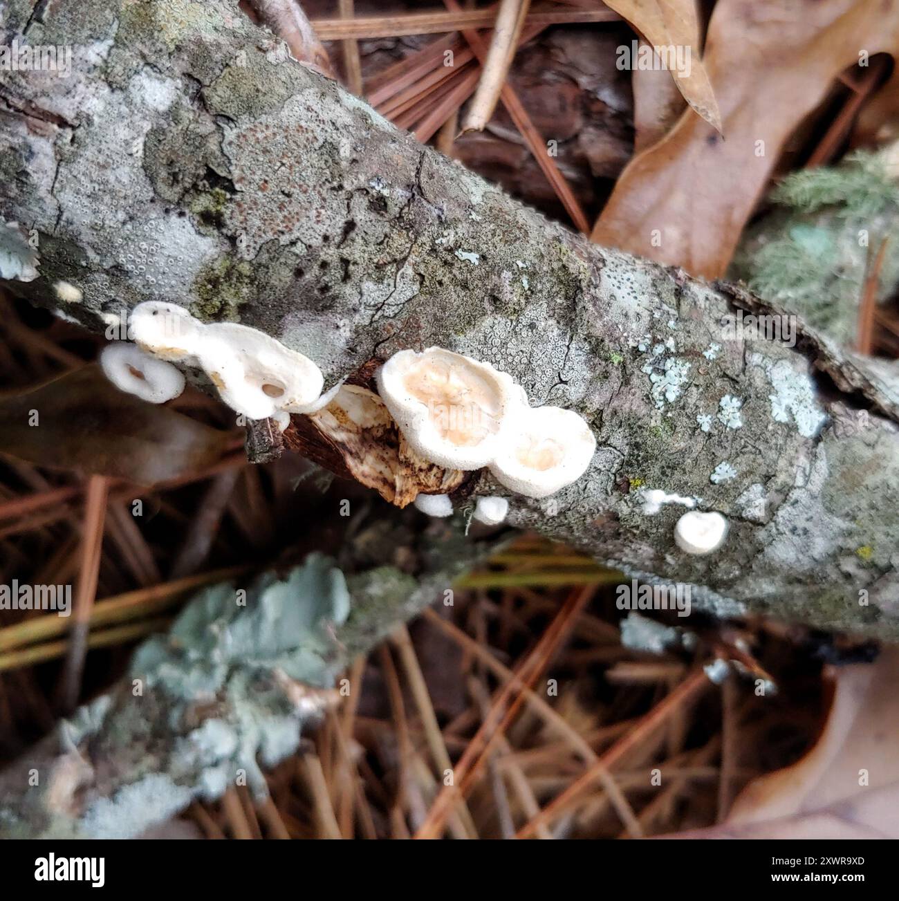 little nest polypore (Trametes conchifer) Fungi Stock Photo - Alamy