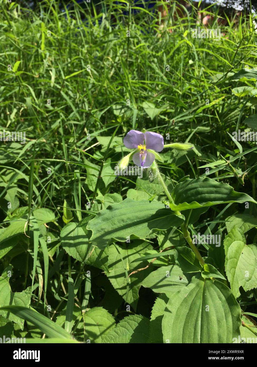 Tinantia erecta hi-res stock photography and images - Alamy