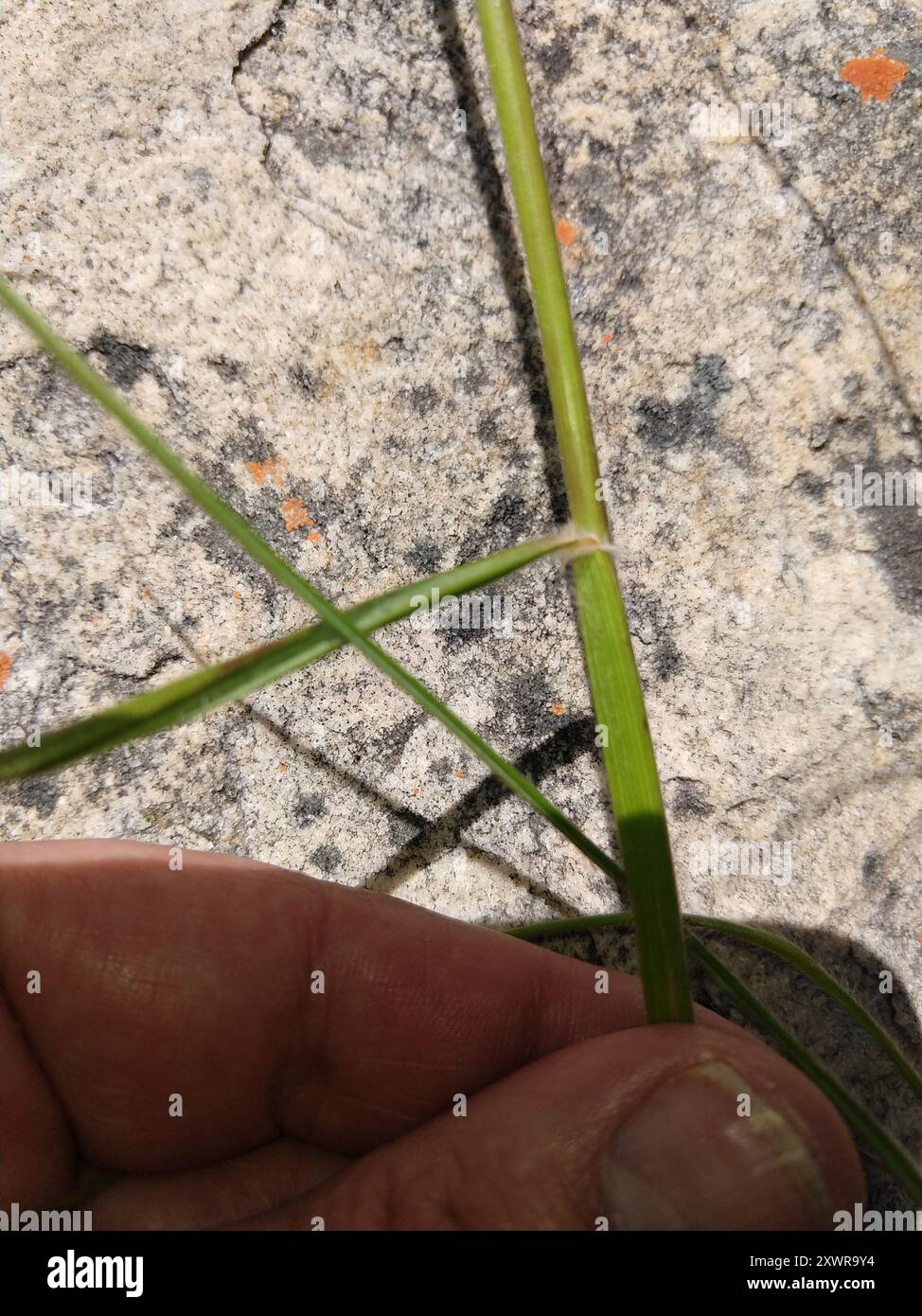 grasses (Poaceae) Plantae Stock Photo - Alamy
