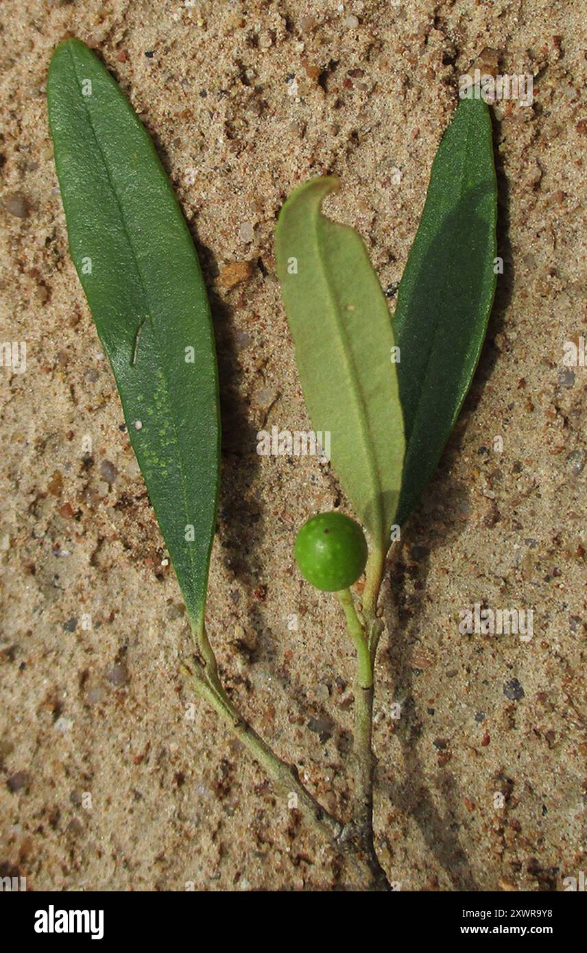 African olive olea europaea hi-res stock photography and images - Alamy