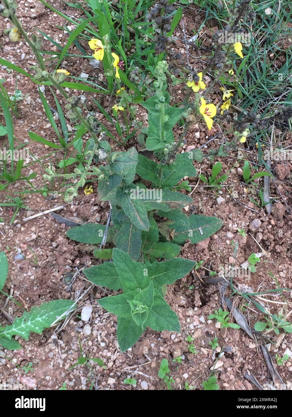 Wavyleaf mullein hi-res stock photography and images - Alamy