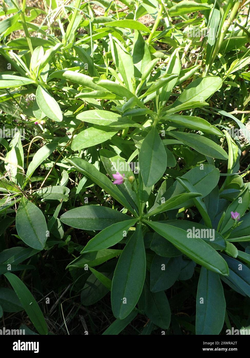 Philippine spinach (Talinum fruticosum) Plantae Stock Photo - Alamy
