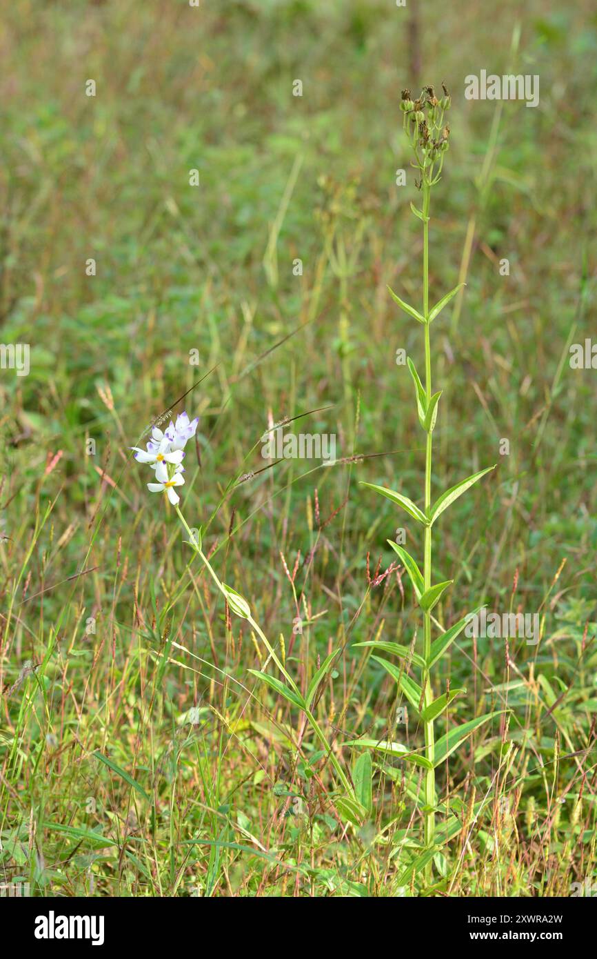 Exacum bicolor hi-res stock photography and images - Alamy