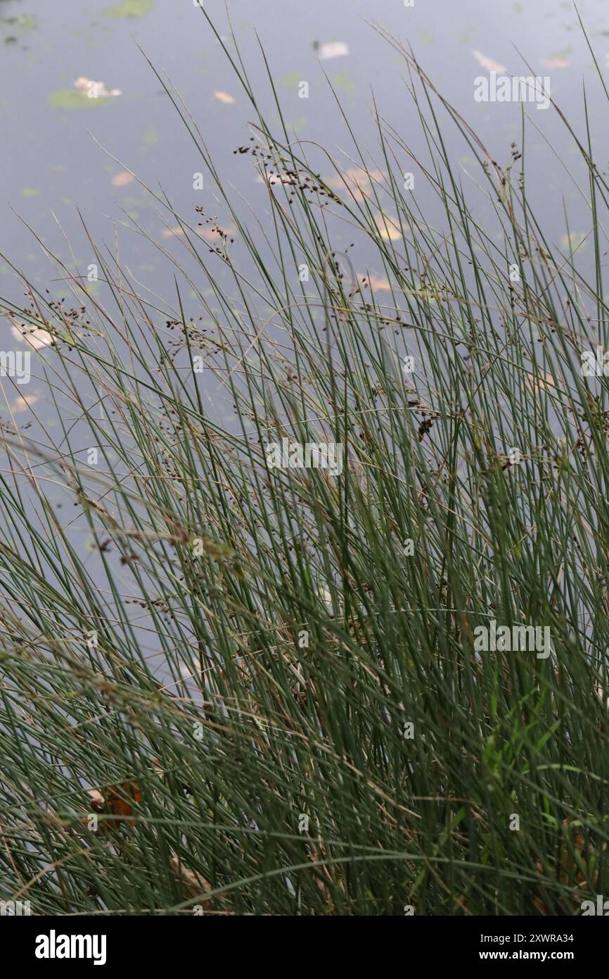 Hard Rush (Juncus inflexus) Plantae Stock Photo - Alamy