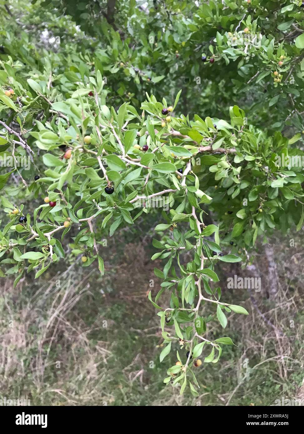 Brasil (Condalia hookeri) Plantae Stock Photo - Alamy
