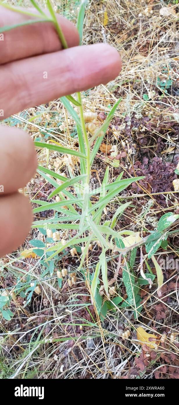 Common Madia (Madia elegans) Plantae Stock Photo - Alamy