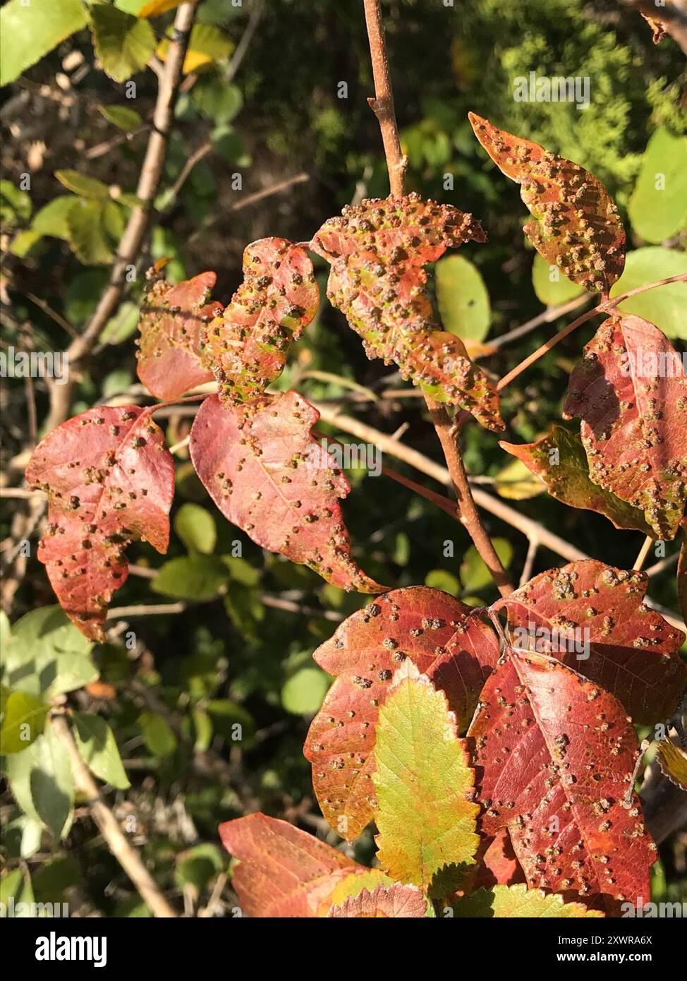 Poison Ivy Leaf Mite (Aculops rhois) Arachnida Stock Photo - Alamy