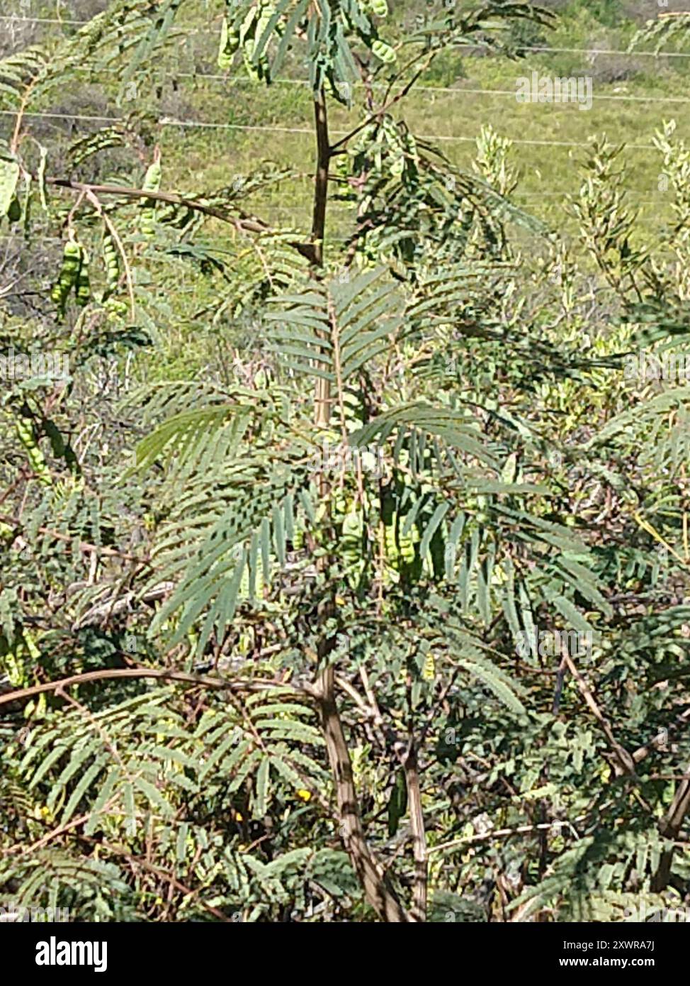 Paraserianthes lophantha hi-res stock photography and images - Alamy