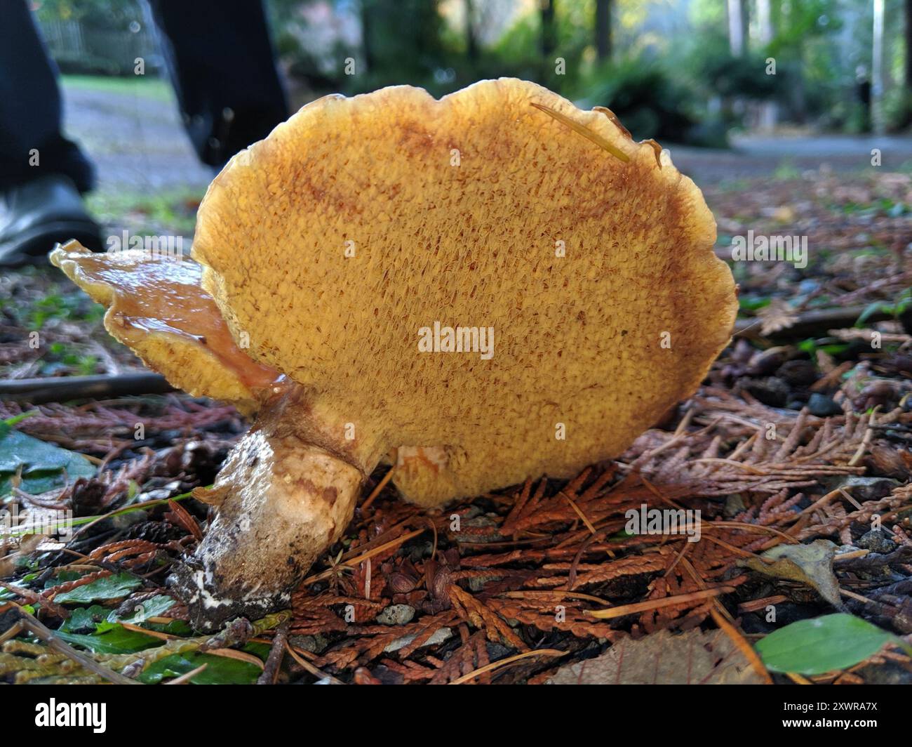 Fat Jack (Suillus caerulescens) Fungi Stock Photo - Alamy