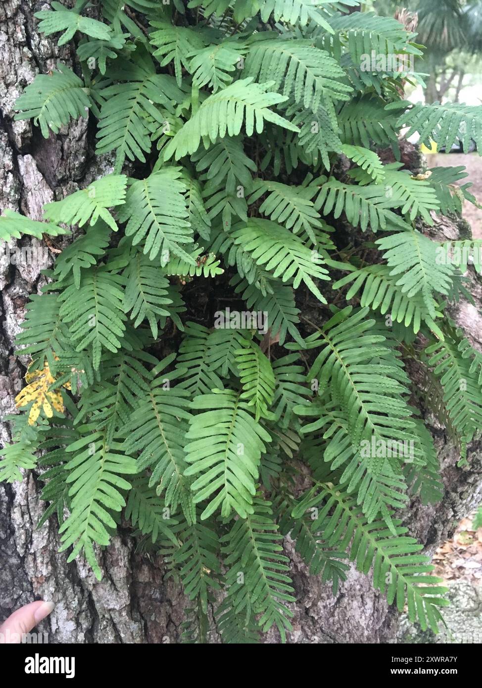 resurrection fern (Pleopeltis michauxiana) Plantae Stock Photo - Alamy