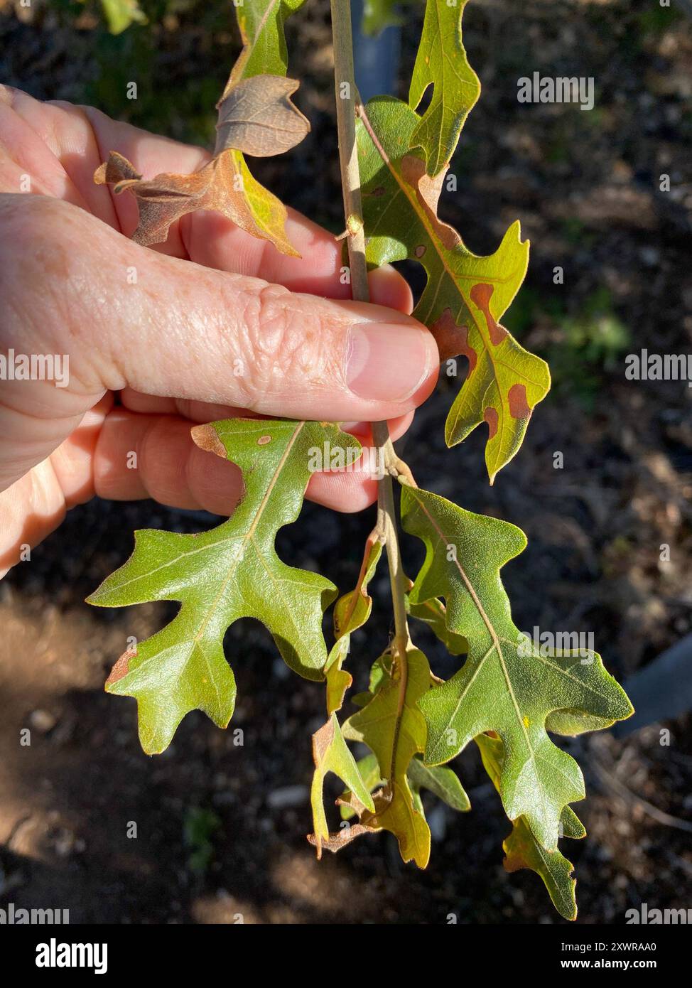 post oak (Quercus stellata) Plantae Stock Photo - Alamy