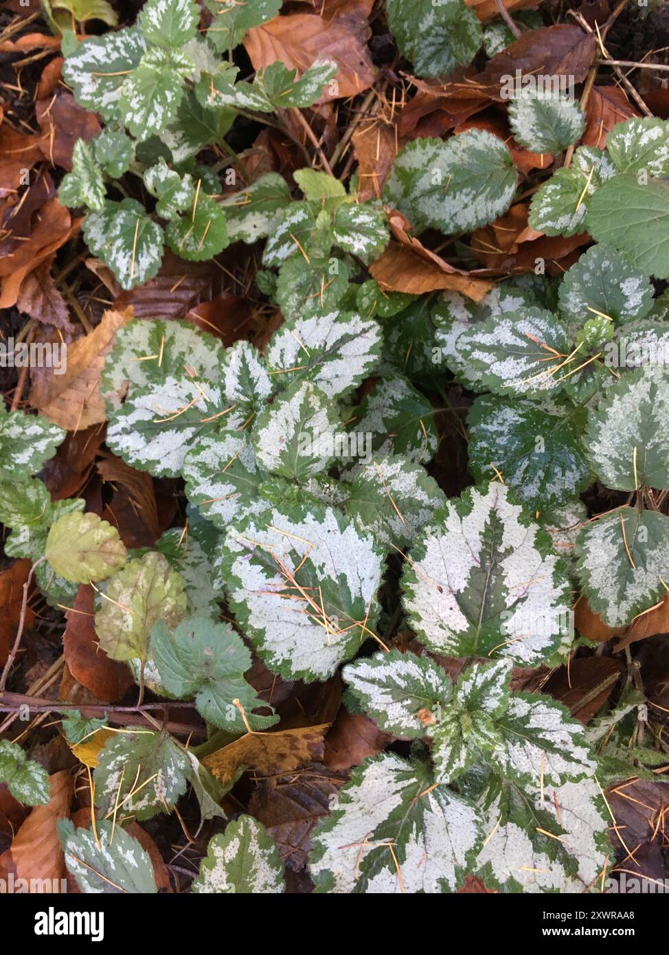 Variegated Yellow Archangel (Lamium galeobdolon argentatum) Plantae ...
