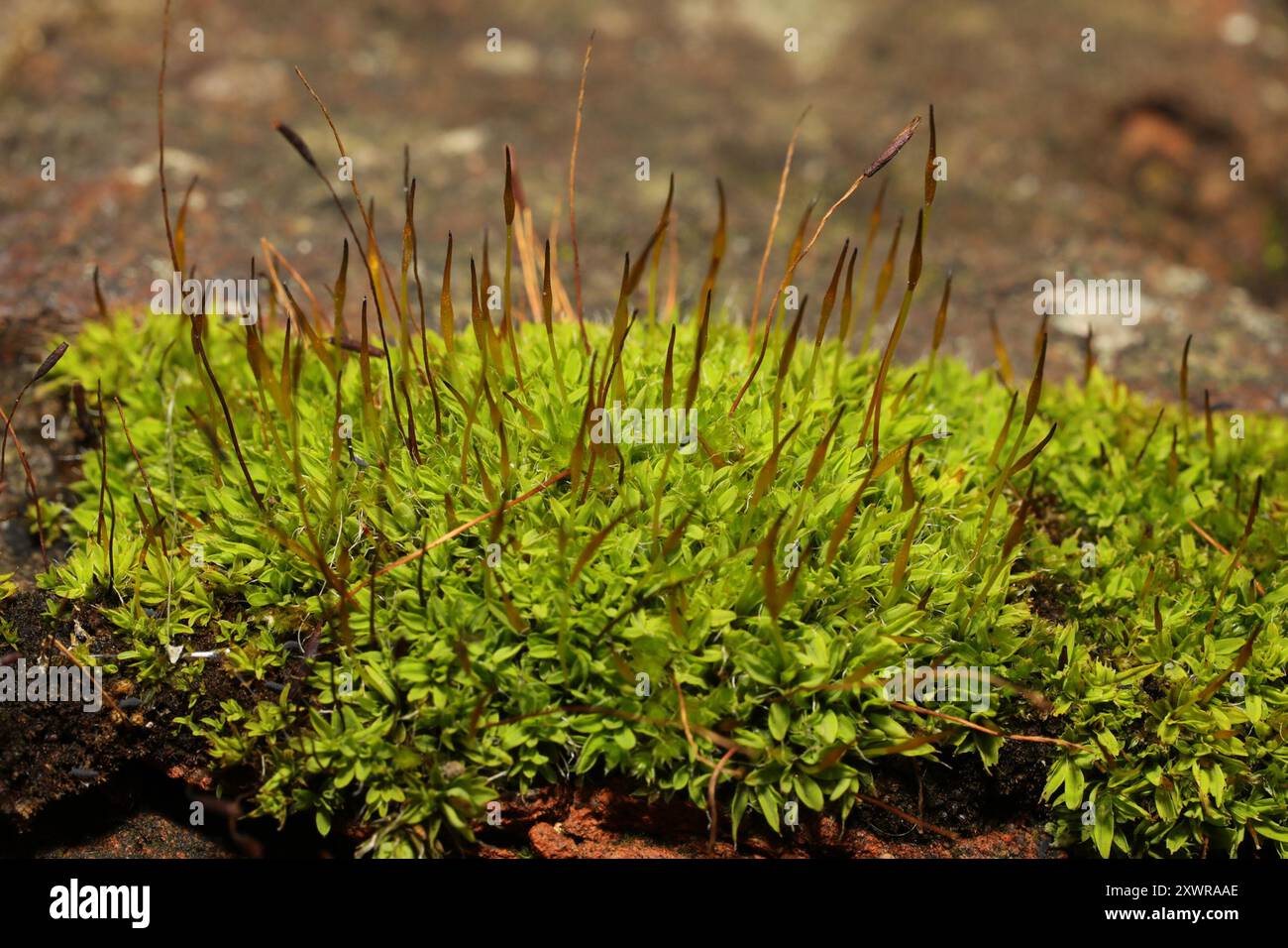Wall Screw-moss (Tortula muralis) Plantae Stock Photo - Alamy