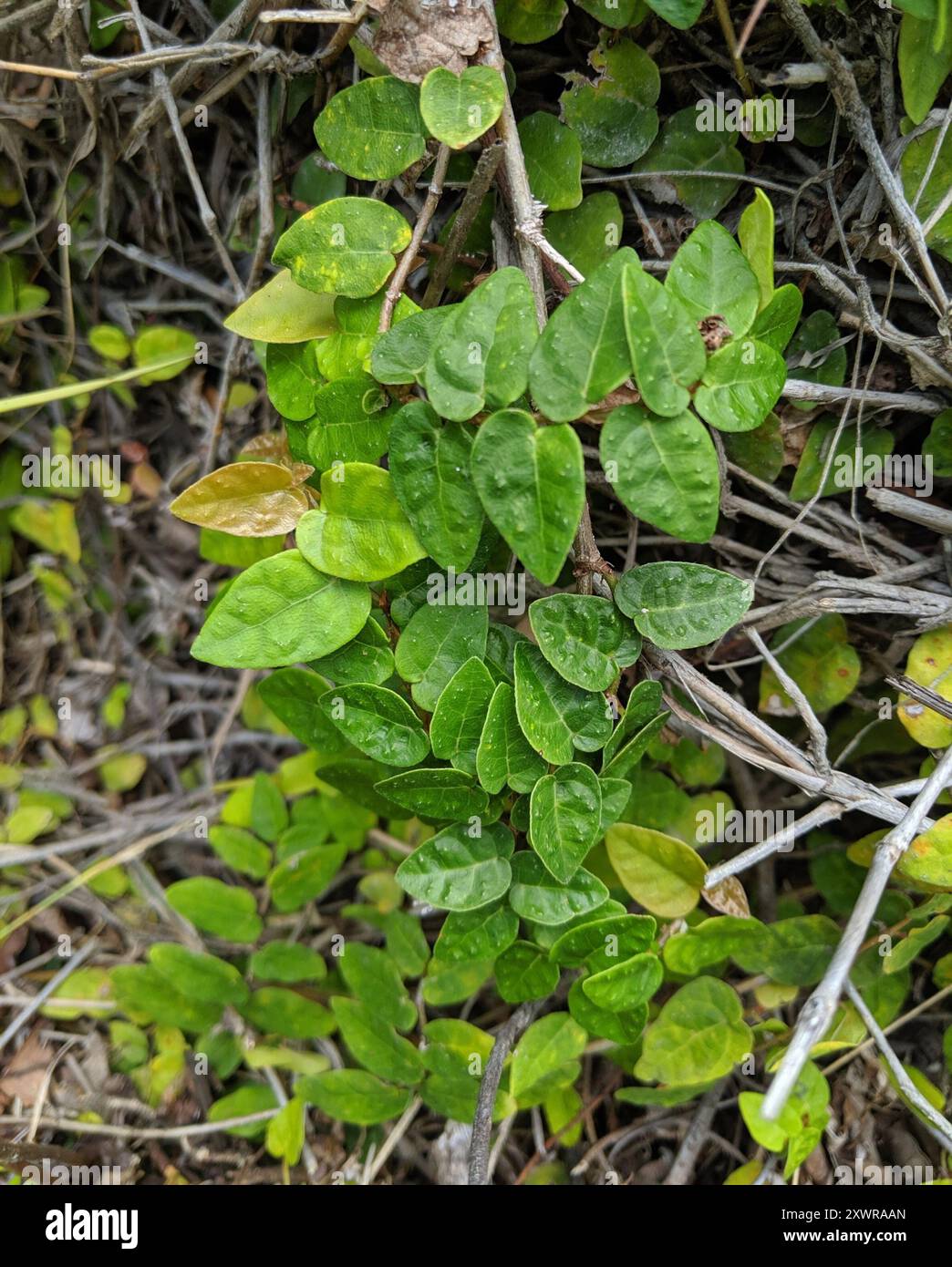Climbing fig (Ficus pumila) Plantae Stock Photo - Alamy