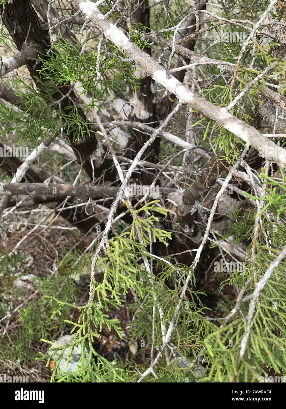 Ashe juniper (Juniperus ashei) Plantae Stock Photo - Alamy