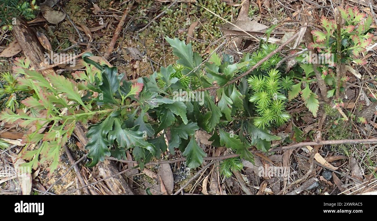 celery-top pine (Phyllocladus aspleniifolius) Plantae Stock Photo - Alamy