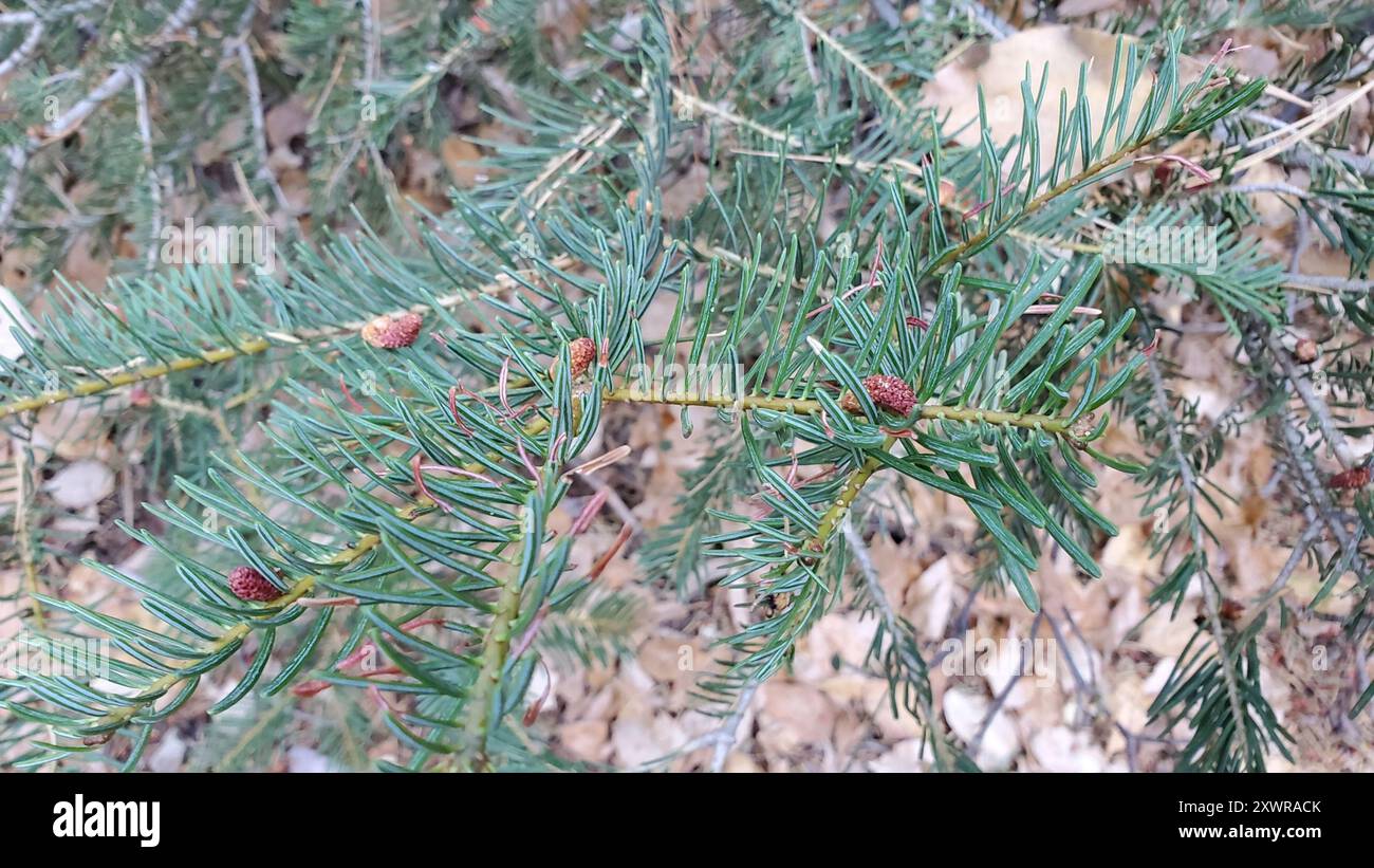 white fir (Abies concolor) Plantae Stock Photo - Alamy