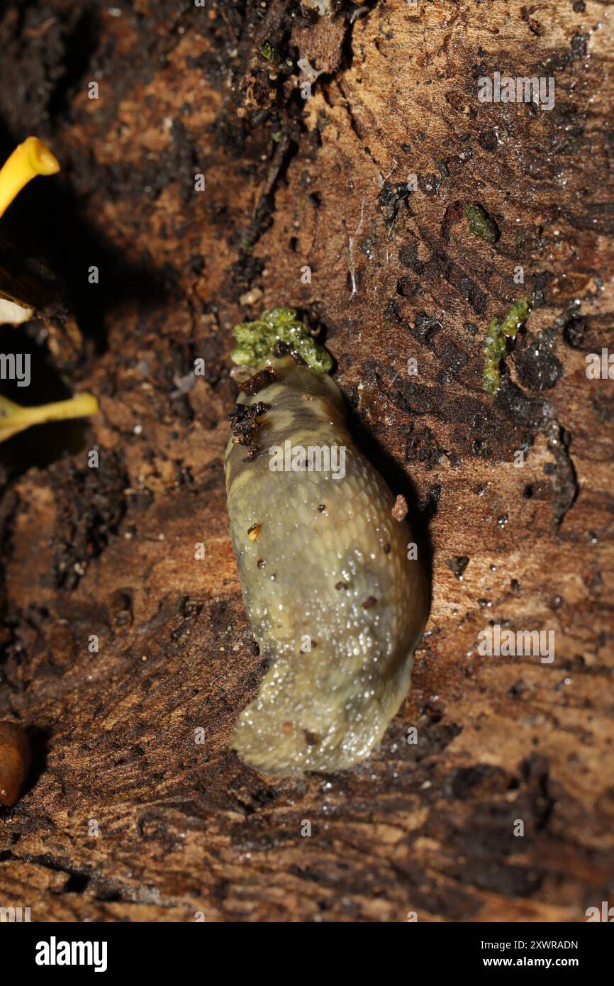 Green Cellar Slug (Limacus maculatus) Mollusca Stock Photo - Alamy