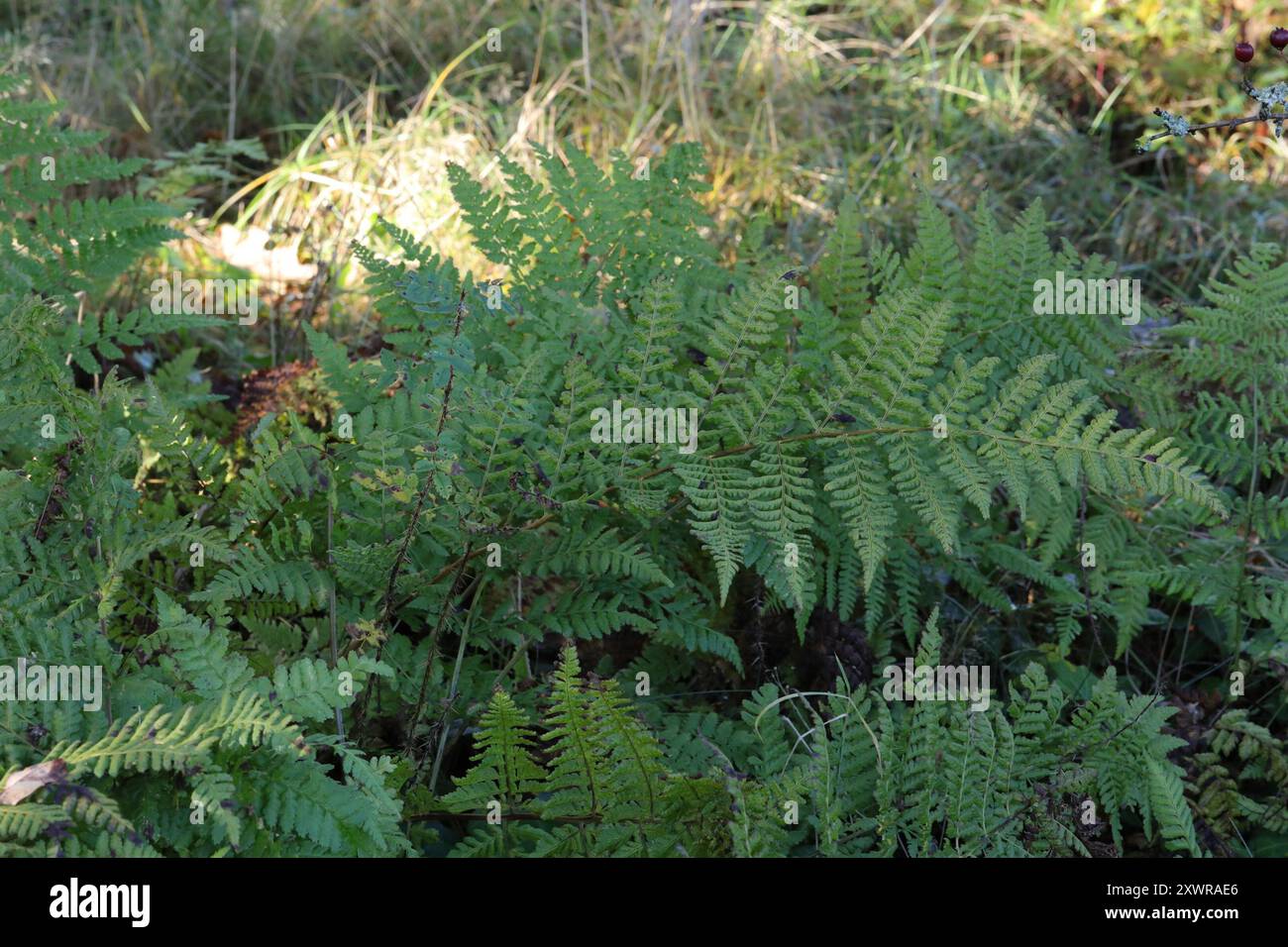 wood ferns (Dryopteris) Plantae Stock Photo - Alamy